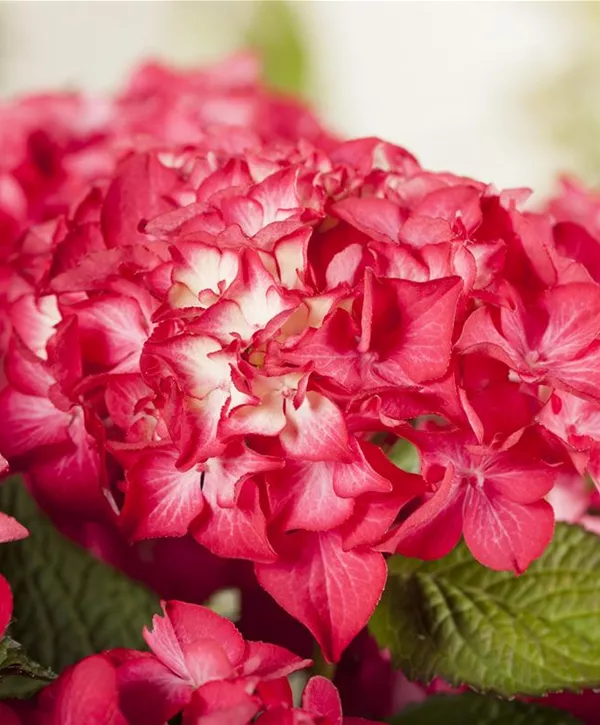 Hydrangea macrophylla 'Selma', Hortensie 'Selma'