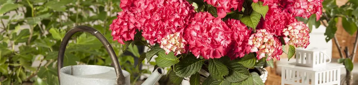 Hydrangea macrophylla 'Selma', Hortensie 'Selma'