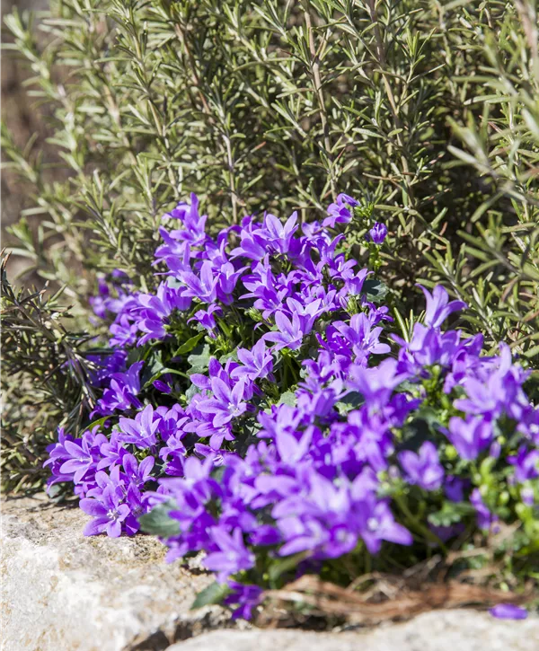 Dalmatiner Polster Glockenblume