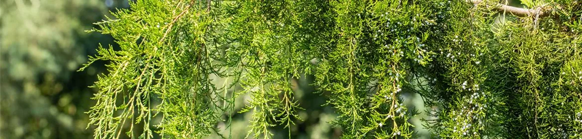 Juniperus virginiana 'Pendula', Virginischer Wacholder 'Pendula'
