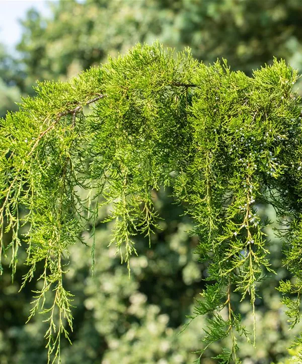 Juniperus virginiana 'Pendula', Virginischer Wacholder 'Pendula'