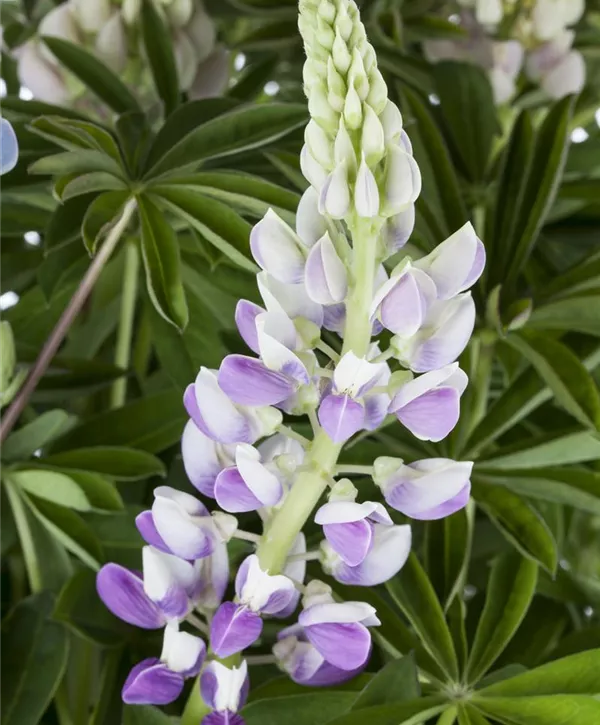Lupinus polyphyllus 'Nanus Gallery', blau, Garten-Lupine 'Nanus Gallery ...