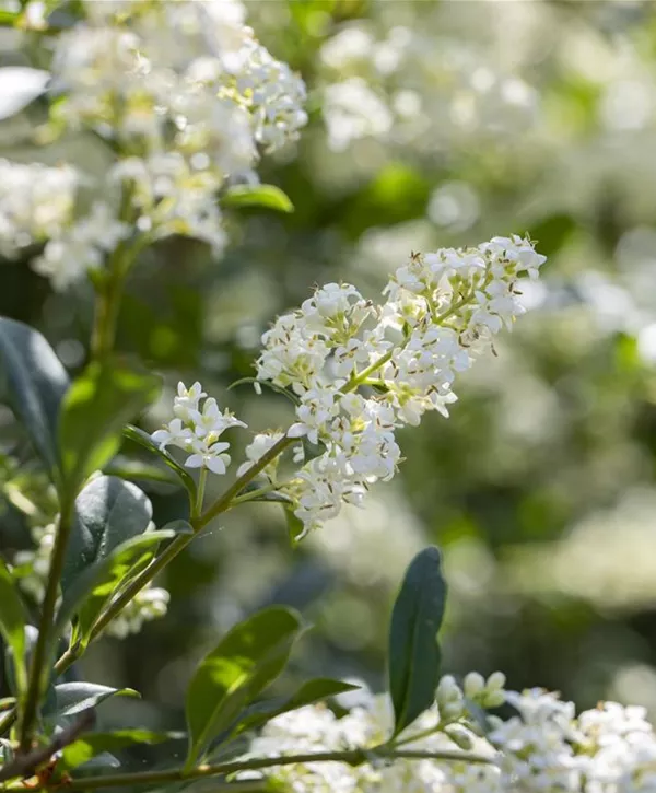Ligustrum vulgare 'Lodense', Zwergliguster 'Lodense'