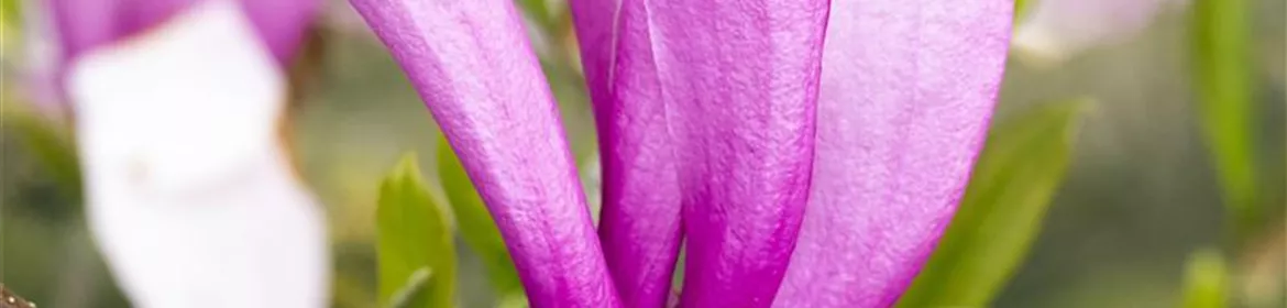 Magnolia 'Randy', Magnolie 'Randy'