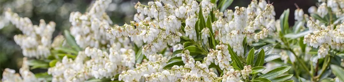 Pieris japonica 'Cupido', Schattenglöckchen 'Cupido'