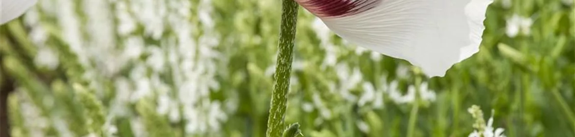 Papaver orientale 'Checkers', Orientalischer Garten-Mohn 'Checkers'