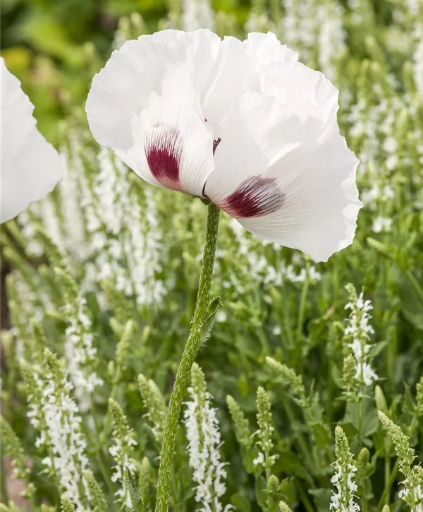 Papaver orientale 'Checkers', Orientalischer Garten-Mohn 'Checkers'