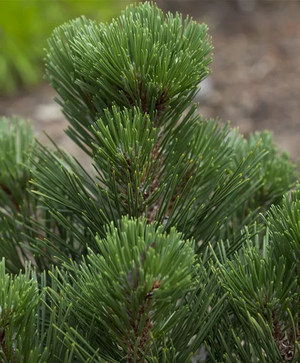 Pinus heldreichii 'Malinki', Bosnische Kiefer 'Malinki'