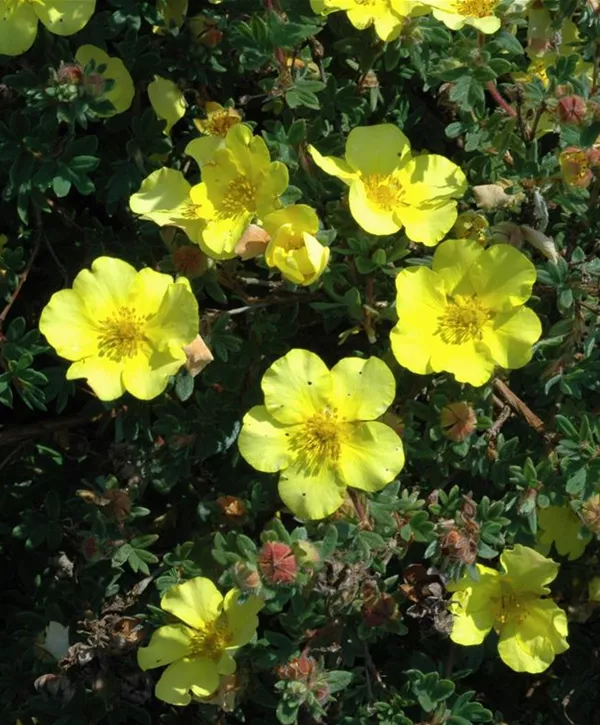 Potentilla fruticosa 'Elizabeth', Niedriger Fingerstrauch 'Elizabeth'