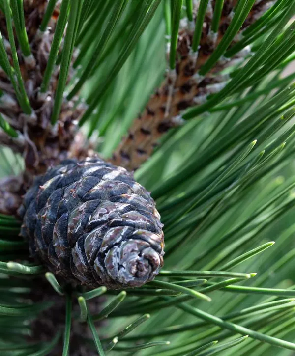 Pinus cembra 'Compacta Glauca', Zirbel-Kiefer 'Compacta Glauca'