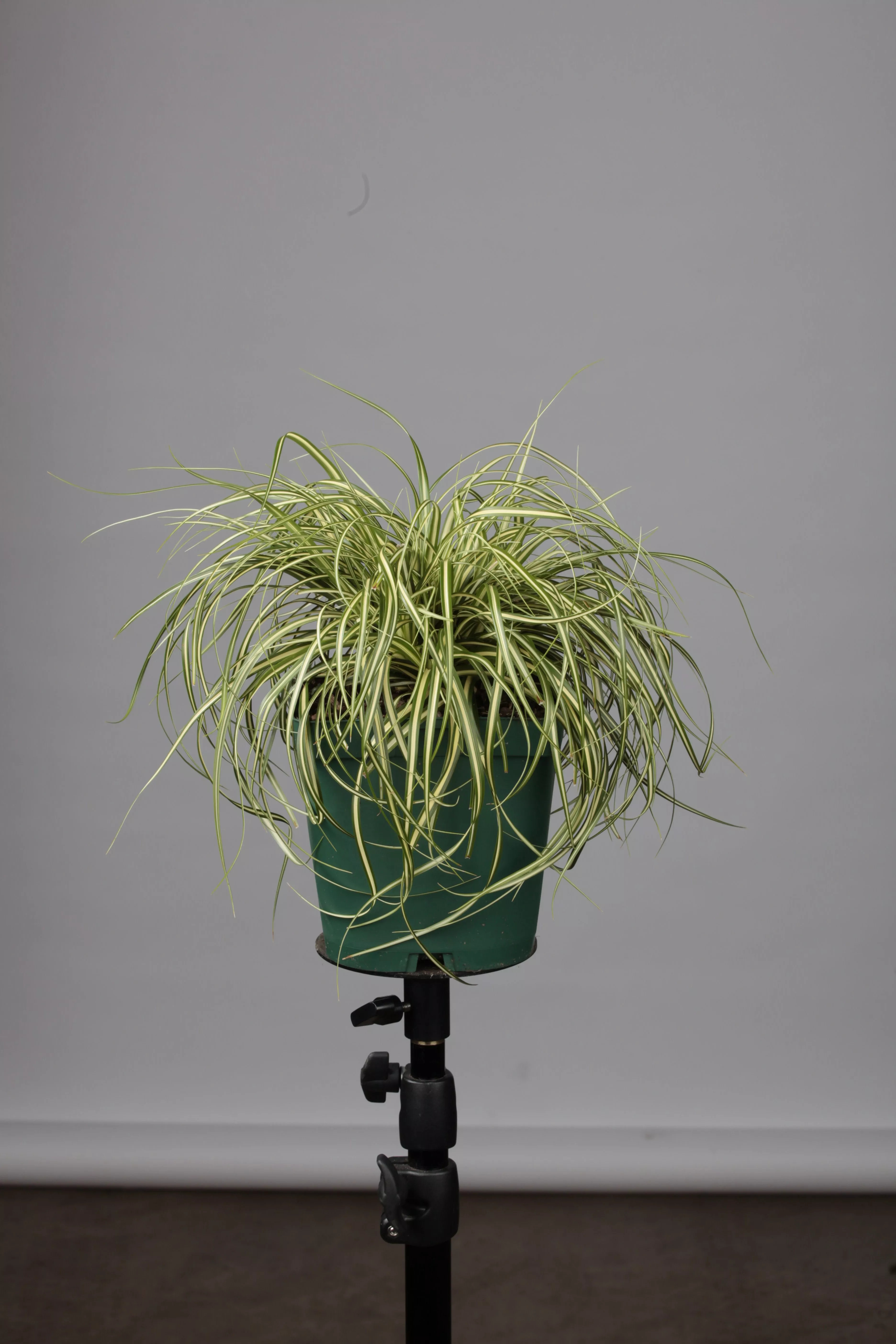 Carex oshimensis 'Evergold', Gelbgrüne Garten-Segge 'Evergold'