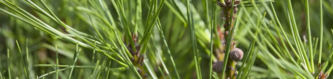 Pinus densiflora 'Alice Verkade', Japanische Strauch-Kiefer 'Alice Verkade'