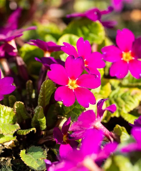 Primula juliae 'Wanda', Teppich-Primel 'Wanda'