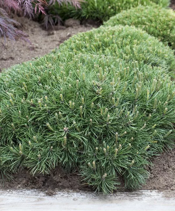 Pinus strobus 'Nana Compacta', Weymouths-Kiefer 'Nana Compacta'