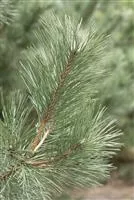 Pinus strobus 'Rheinhaus', Weymouths-Kiefer 'Rheinhaus'