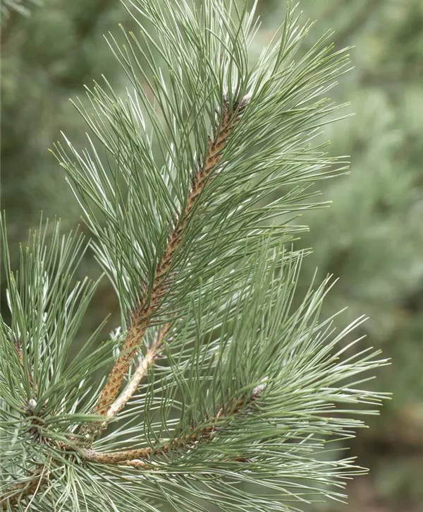 Pinus strobus 'Rheinhaus', Weymouths-Kiefer 'Rheinhaus'