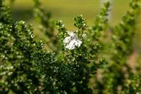 Prostanthera cuneata, Australminze