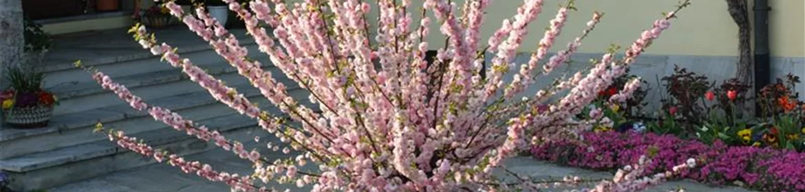 Prunus triloba, Stamm, Mandelbäumchen, Stamm