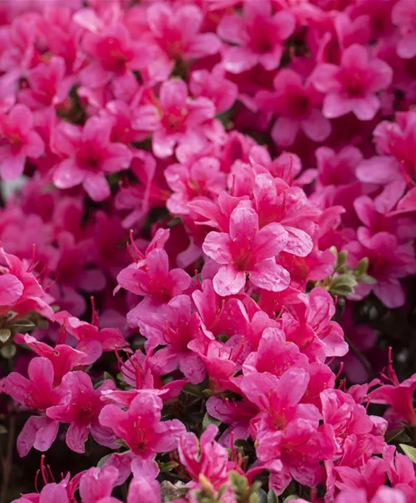 Rhododendron obtusum 'Michiko', Japanische Azalee 'Michiko'