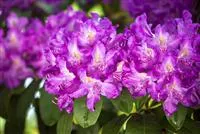 Rhododendron 'Purpureum Elegans', Rhododendron-Hybride 'Purpureum Elegans'