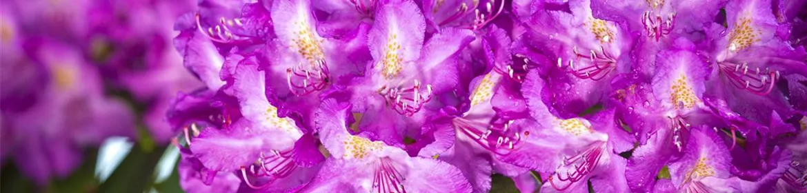 Rhododendron 'Purpureum Elegans', Rhododendron-Hybride 'Purpureum Elegans'