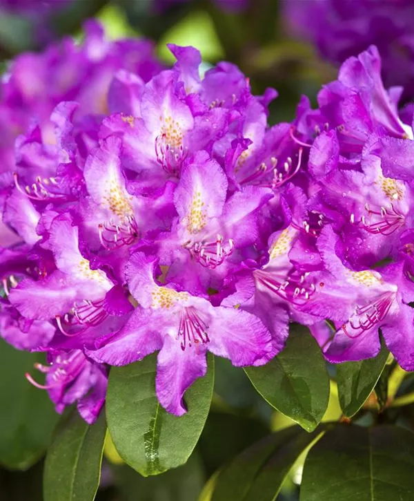 Rhododendron 'Purpureum Elegans', Rhododendron-Hybride 'Purpureum Elegans'