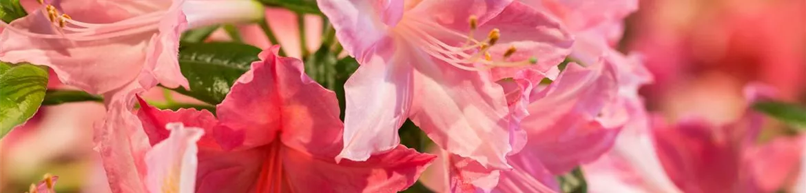 Rhododendron luteum 'Strawberry Ice', Sommergrüne Azalee 'Strawberry Ice'