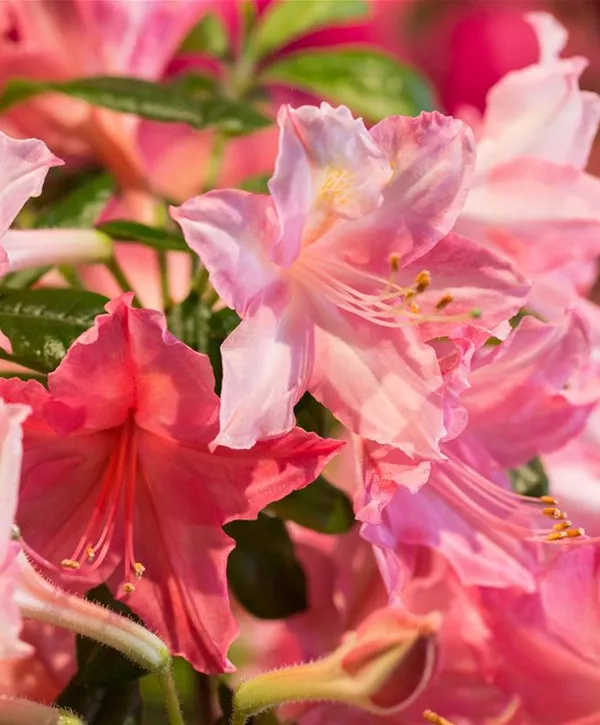 Rhododendron luteum 'Strawberry Ice', Sommergrüne Azalee 'Strawberry Ice'
