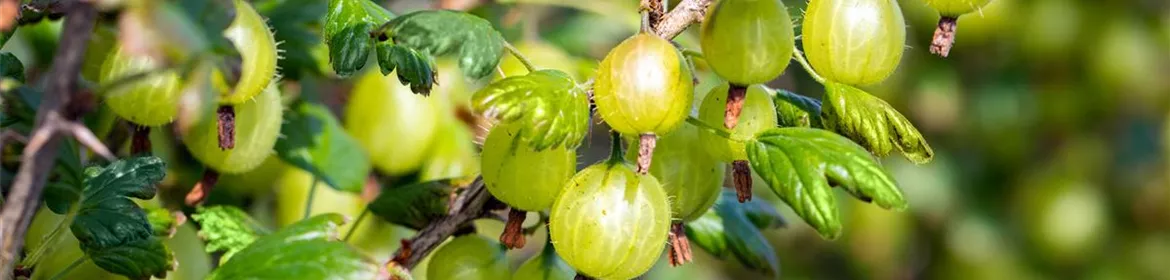 Ribes uva-crispa 'Invicta', Stachelbeere 'Invicta'