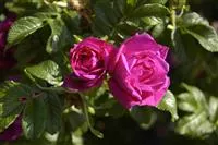 Rosa 'Rotes Meer', Bodendeckerrose 'Rotes Meer'