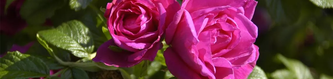 Rosa 'Rotes Meer', Bodendeckerrose 'Rotes Meer'
