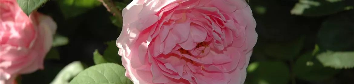 Rosa 'Sidonie', Historische Rose 'Sidonie'