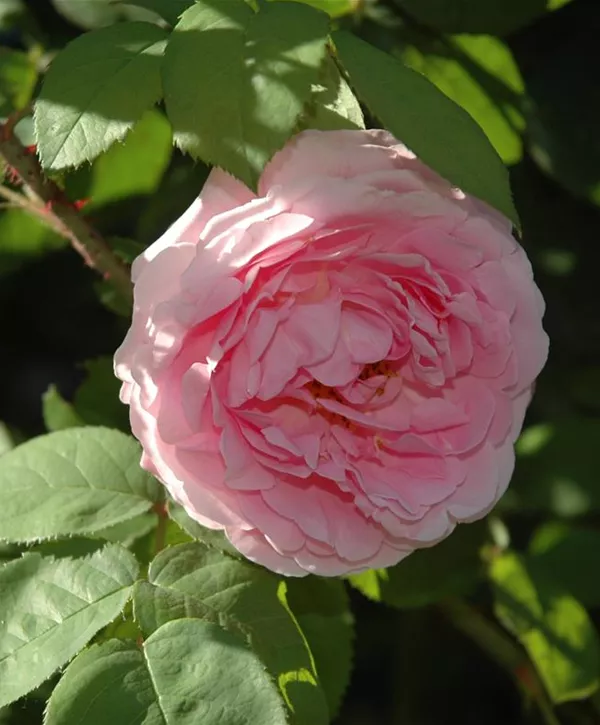 Rosa 'Sidonie', Historische Rose 'Sidonie'