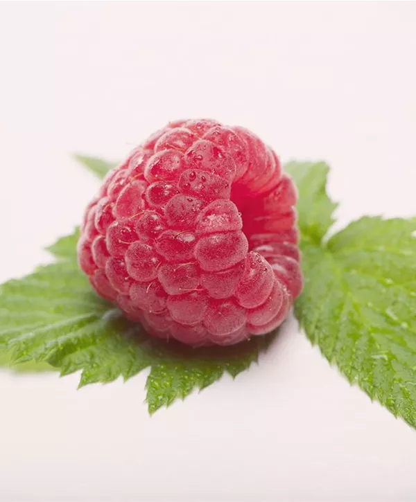 Rubus idaeus 'Himbo-Top'®, Himbeere 'Himbo-Top'®