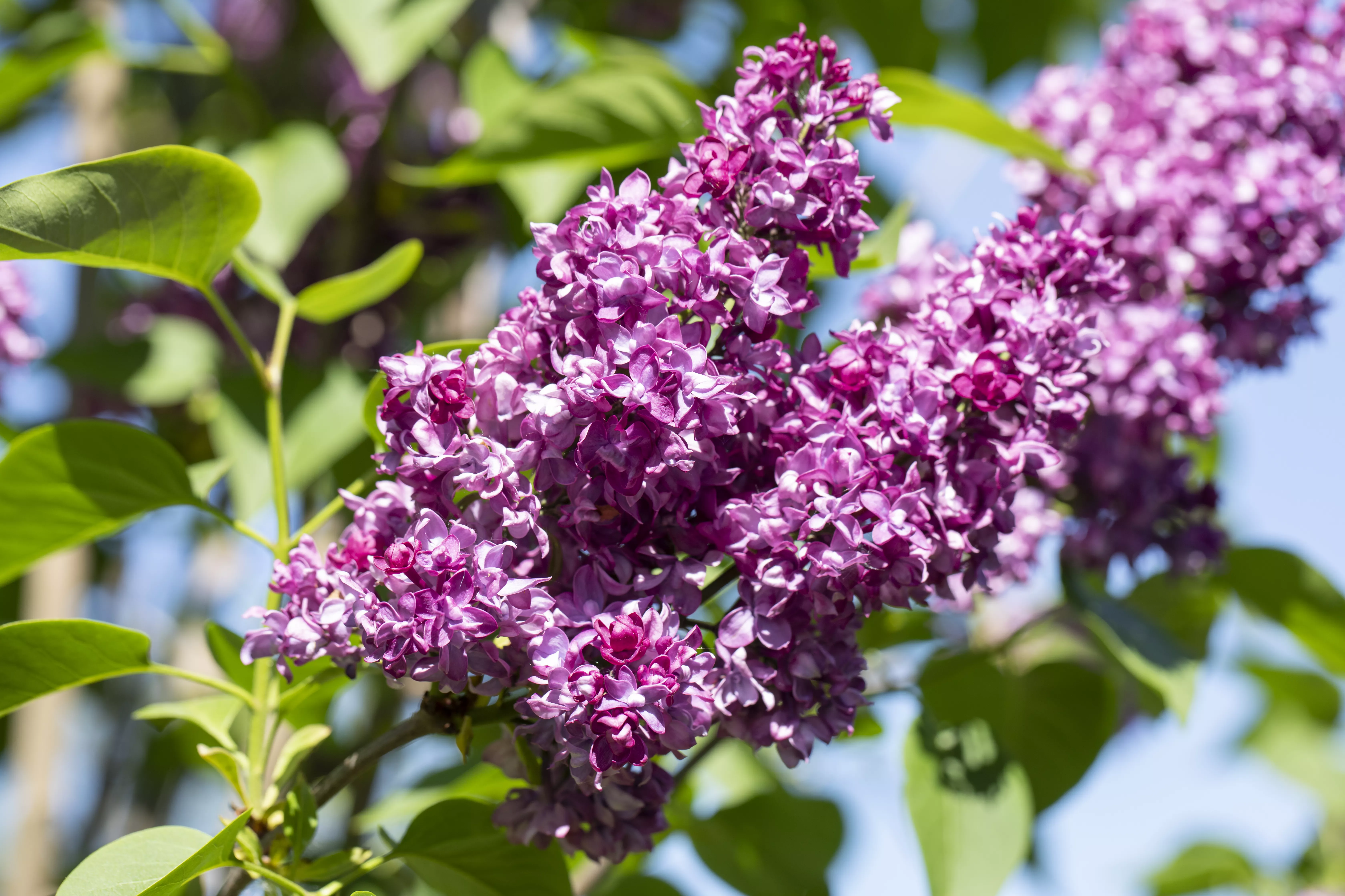 Syringa vulgaris 'Mrs. Edward Harding', Gewöhnlicher Flieder 'Mrs ...