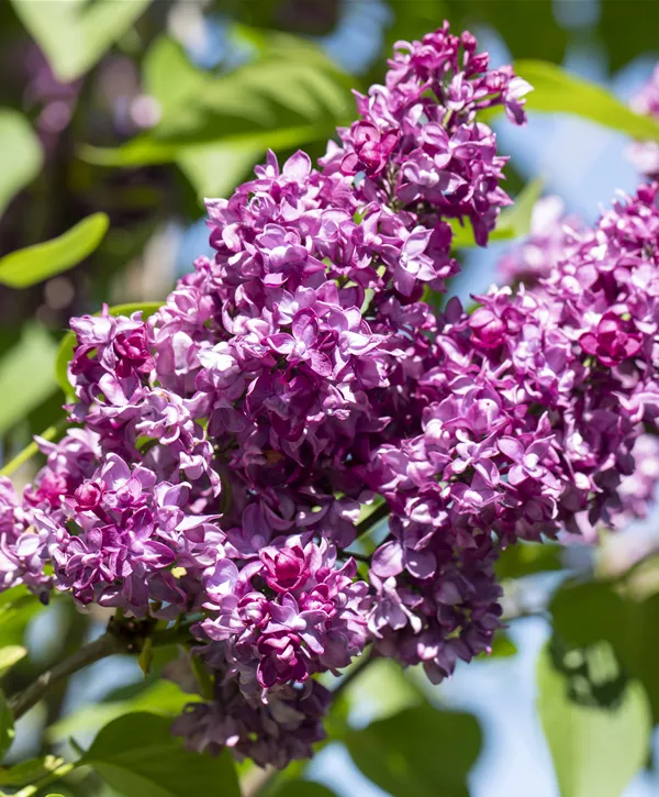 Syringa vulgaris 'Mrs. Edward Harding', Gewöhnlicher Flieder 'Mrs ...