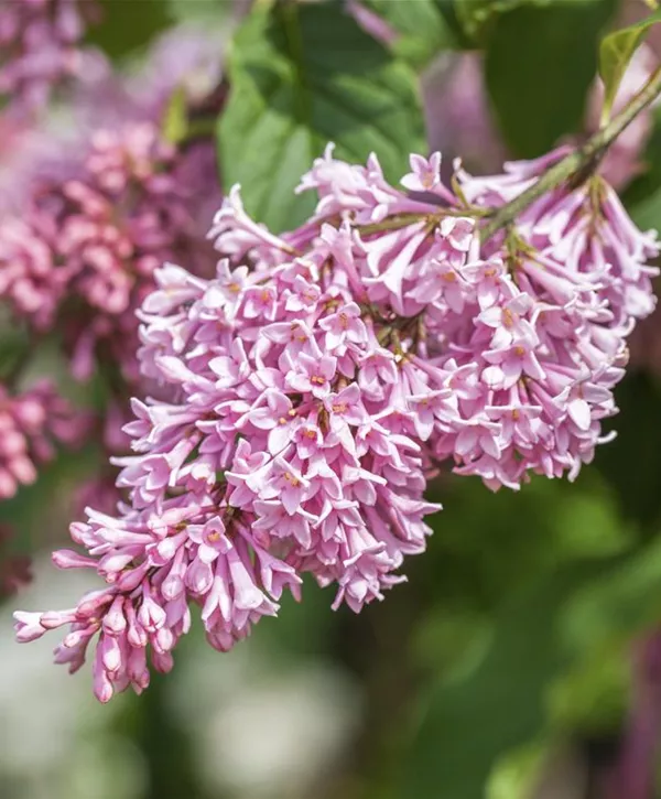 Syringa x prestoniae 'Miss Canada', Amerikanischer Flieder 'Miss Canada'