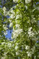 Staphylea colchica, Kolchische Pimpernuss