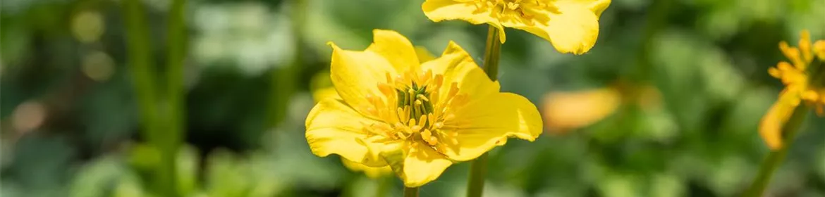 Trollius pumilus, Zwergige Himalaya-Trollblume