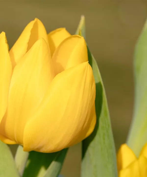 Tulipa 'Yellow Baby', Tulpe 'Yellow Baby'