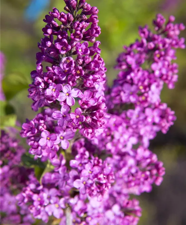 Syringa hyacinthiflora 'Esther Staley', Edelflieder 'Esther Staley'