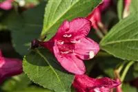 Weigela 'Minuet', Weigelie 'Minuet'