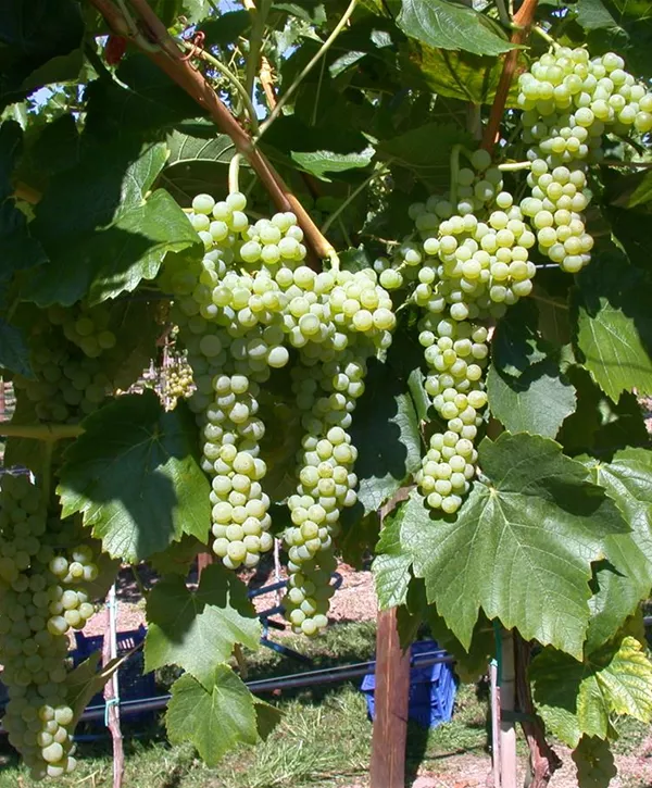 Vitis vinifera 'Birstaler Muskat', Weintraube 'Birstaler Muskat'