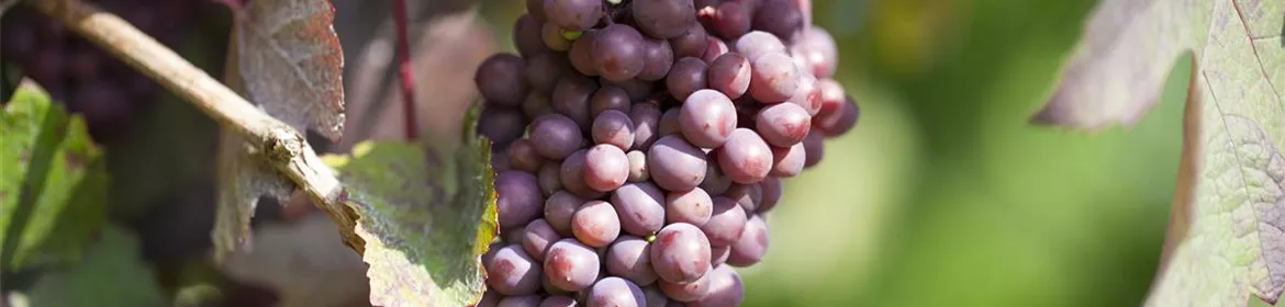 Vitis vinifera 'New York Muscat', Weintraube 'New York Muskat'