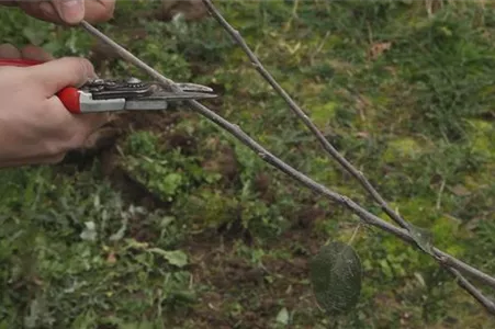 Malus domestica 'Resi'(s), Apfel 'Resi'(s)