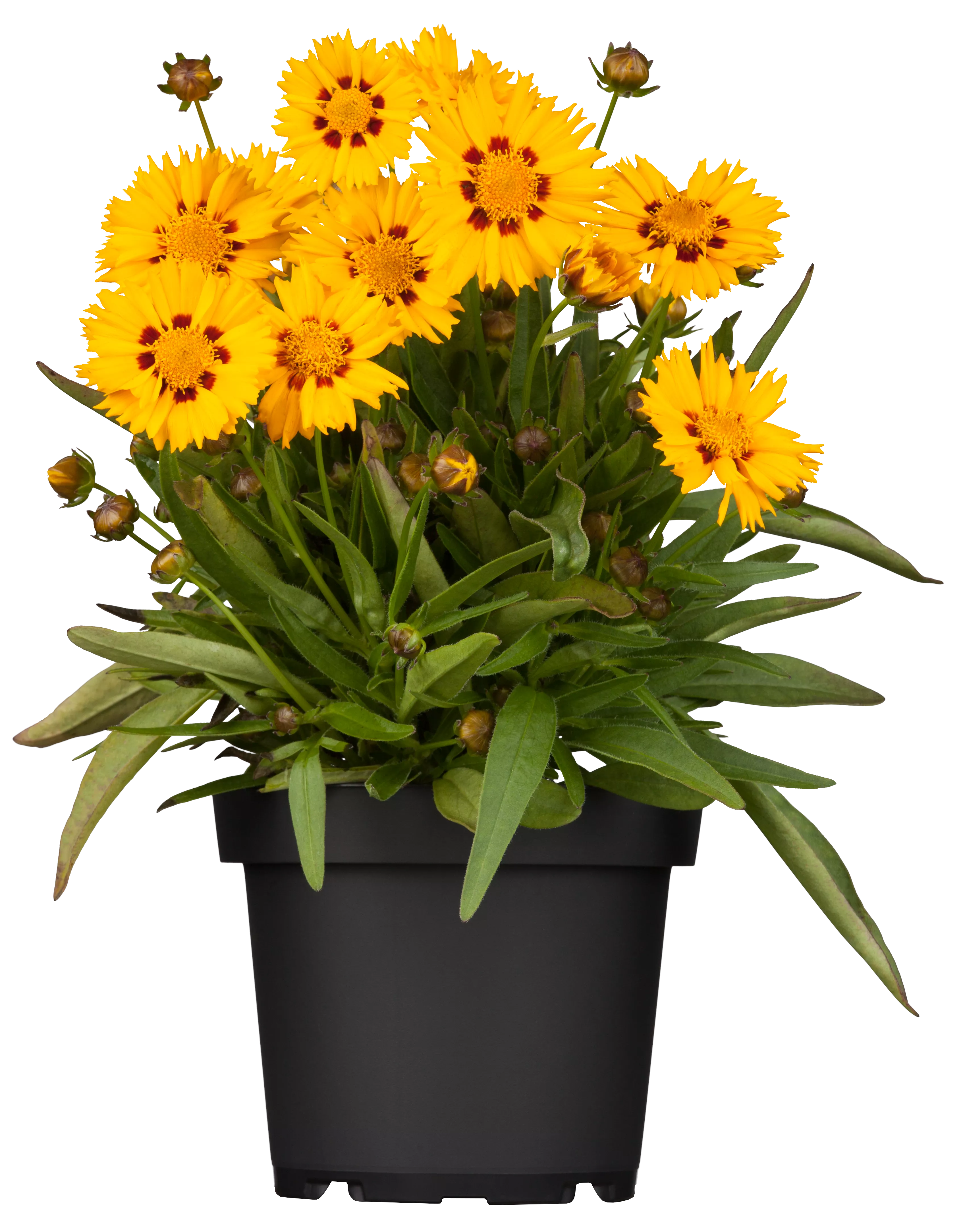 Coreopsis grandiflora 'Sunfire', Großblumiges Mädchenauge 'Sunfire'