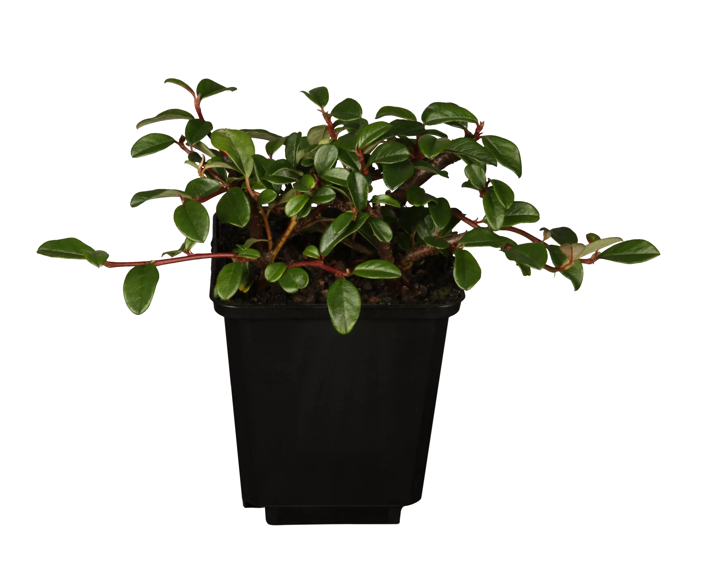 Cotoneaster dammeri radicans, Teppichmispel