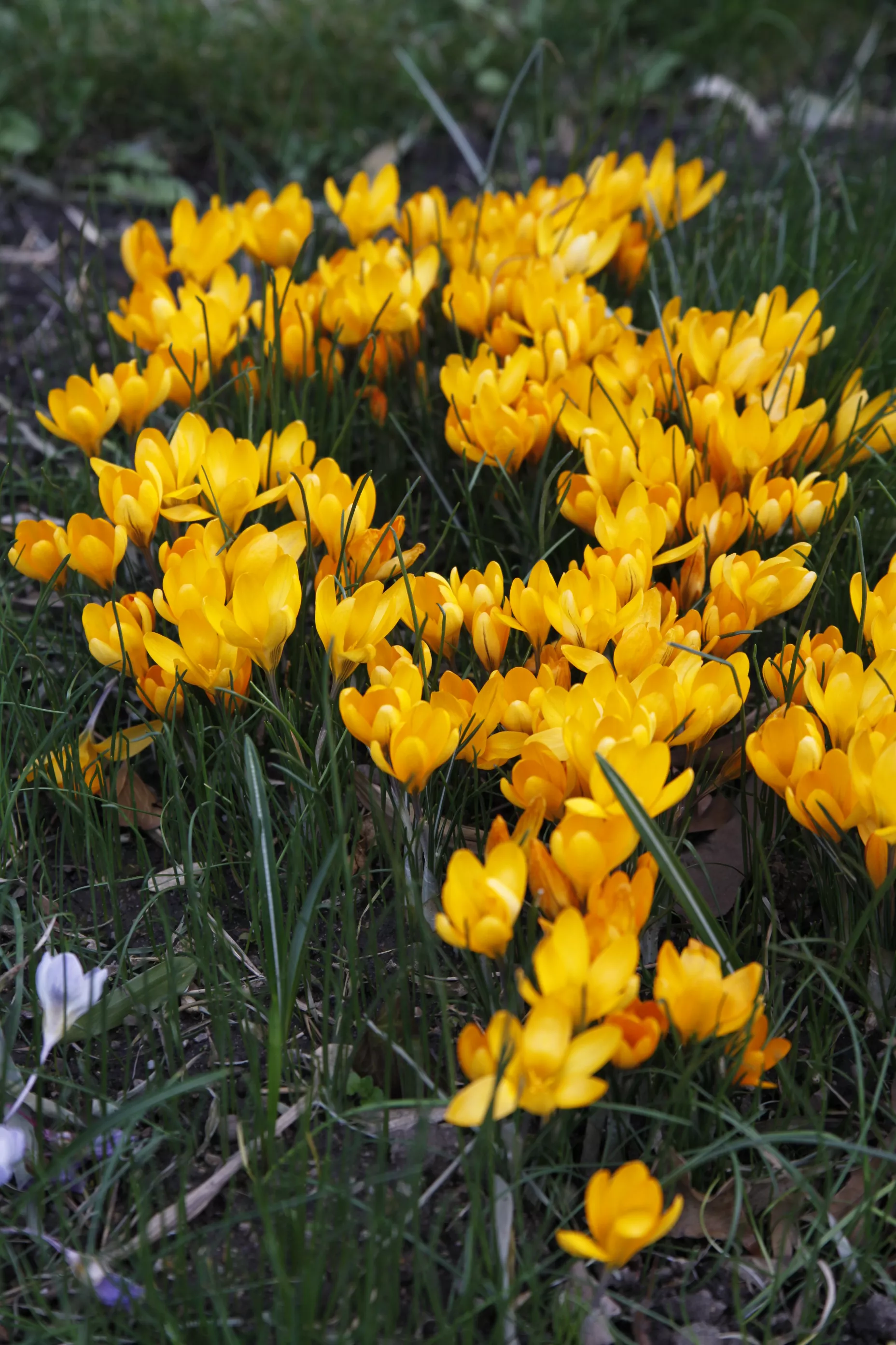 Crocus vernus, Frühlings-Krokus