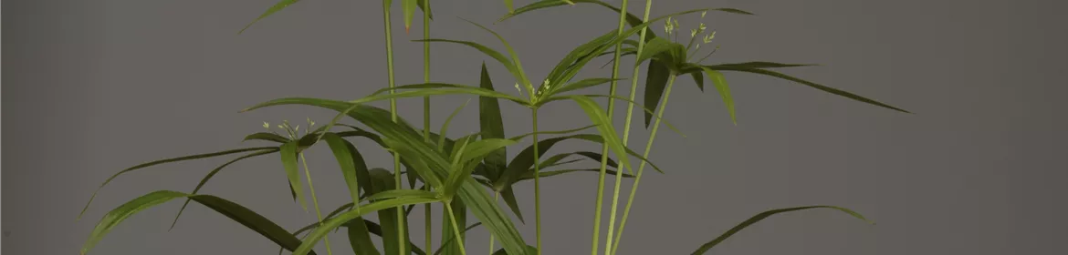 Cyperus alternifolius, Zypergras