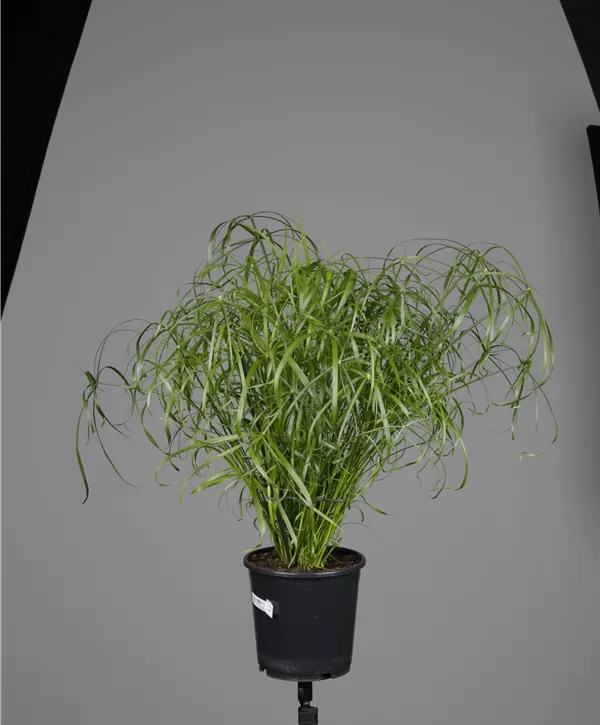Cyperus alternifolius, Zypergras